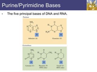 NUCLEOTIDES,NUCLEIC ACID AND HEREDITY.ppt