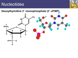 NUCLEOTIDES,NUCLEIC ACID AND HEREDITY.ppt