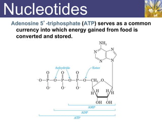 NUCLEOTIDES,NUCLEIC ACID AND HEREDITY.ppt