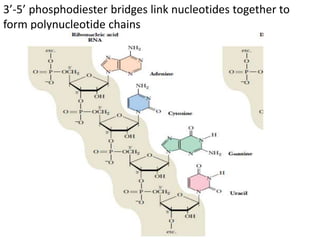 Nucleotides & nucleic acids | PPTX