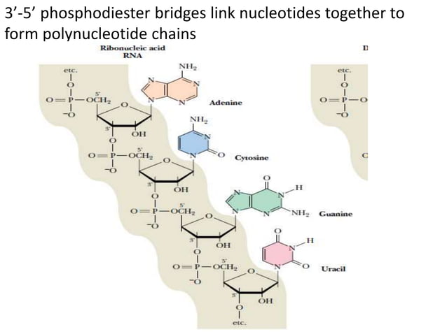 Nucleotides & nucleic acids | PPTX