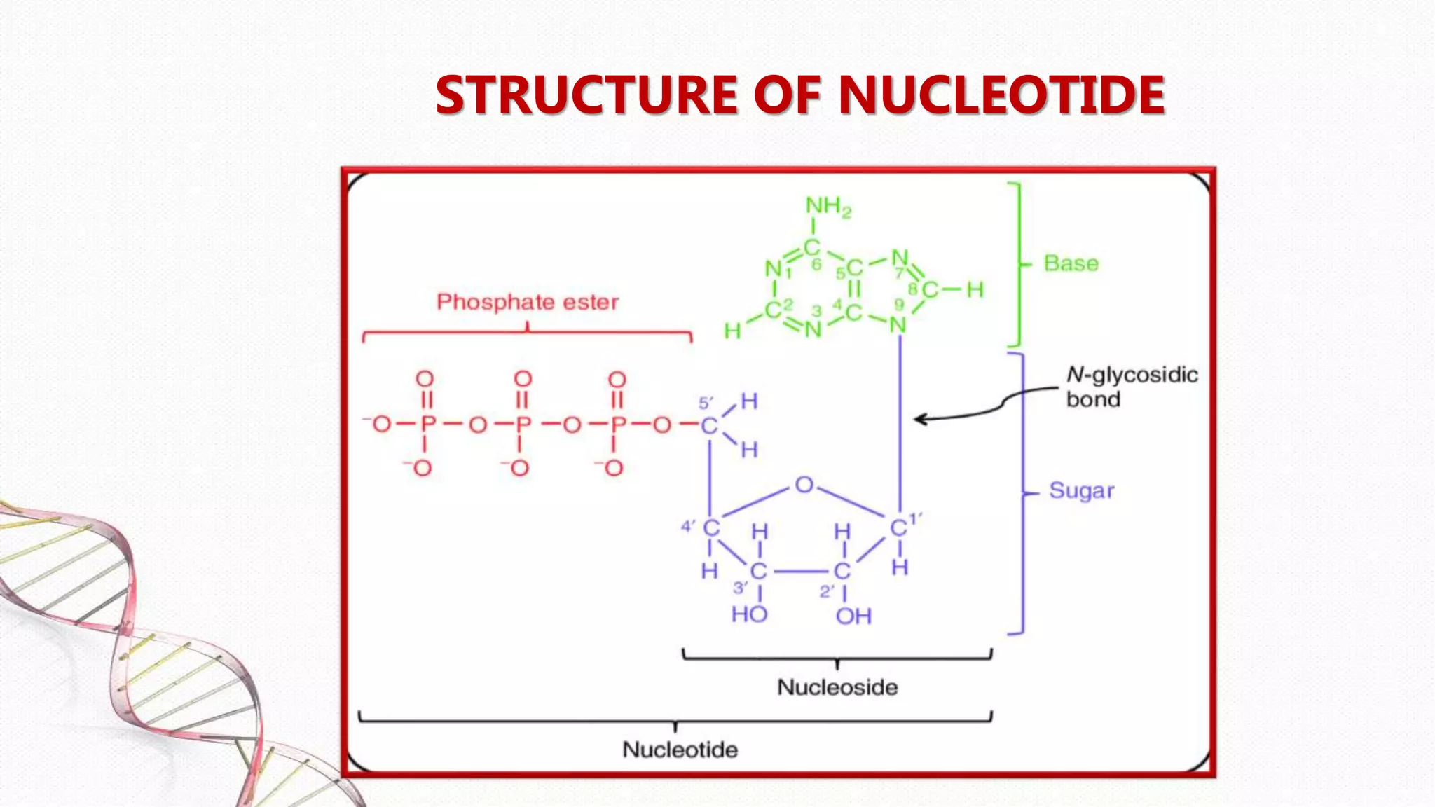 Nucleotides nucleosides | PPTX