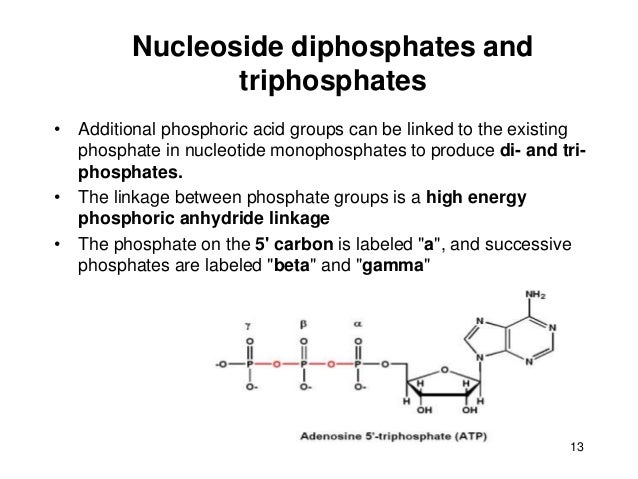 Nucleoside Triphosphate PPT Chapter 10 Nucleotides And Nucleic Acids