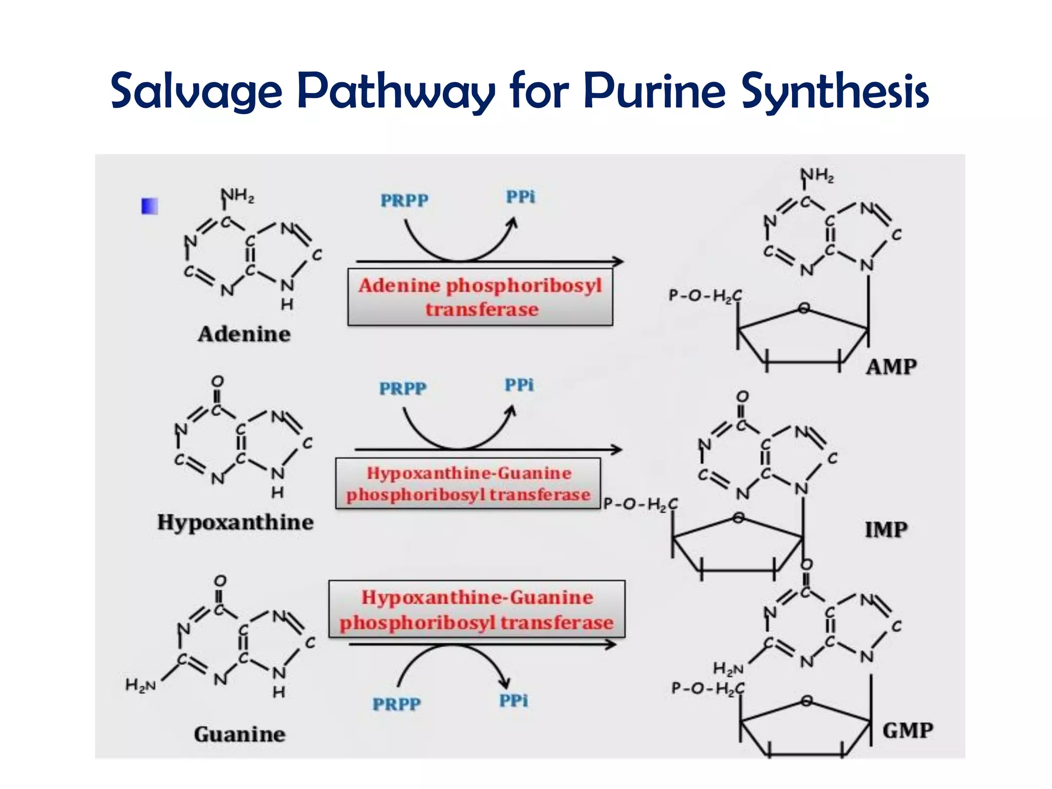 Nucleotide Synthesis | PDF