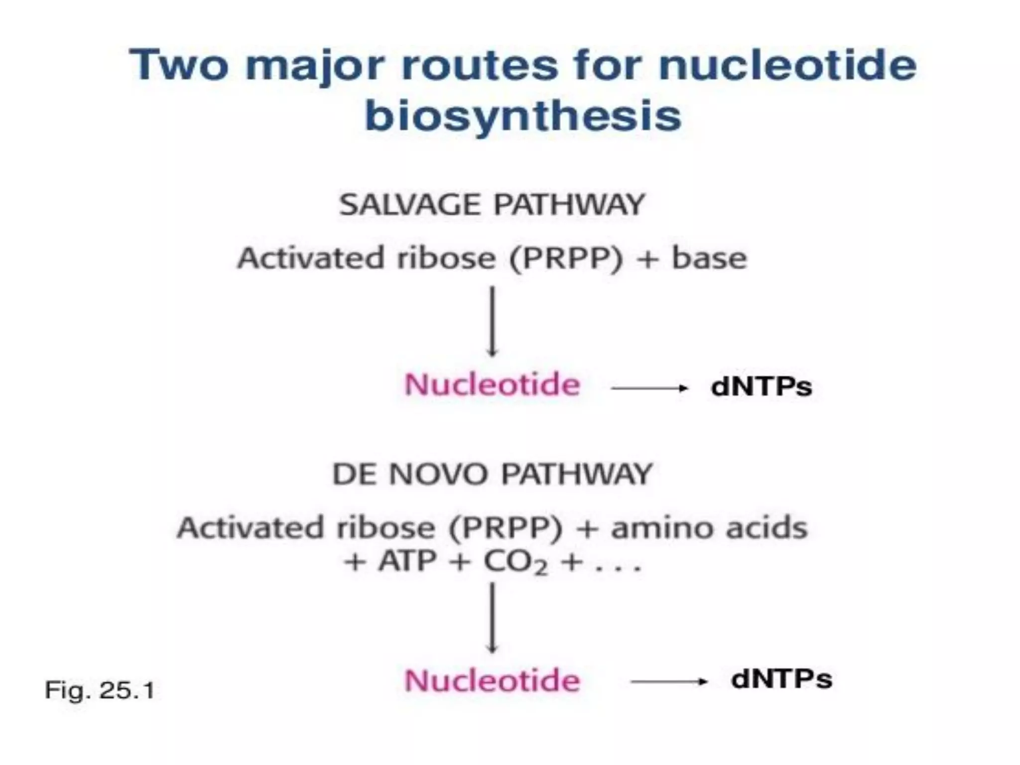 Nucleotide Synthesis | PDF