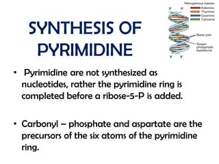 Nucleotide Synthesis | PDF