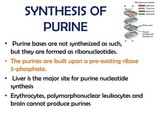 Nucleotide Synthesis | PDF