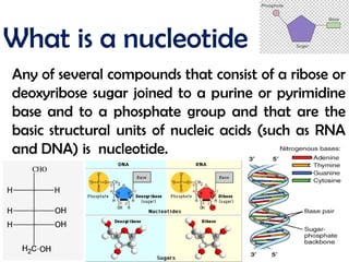 Phosphate Ribose Deoxyribose Purine Pyrimidine