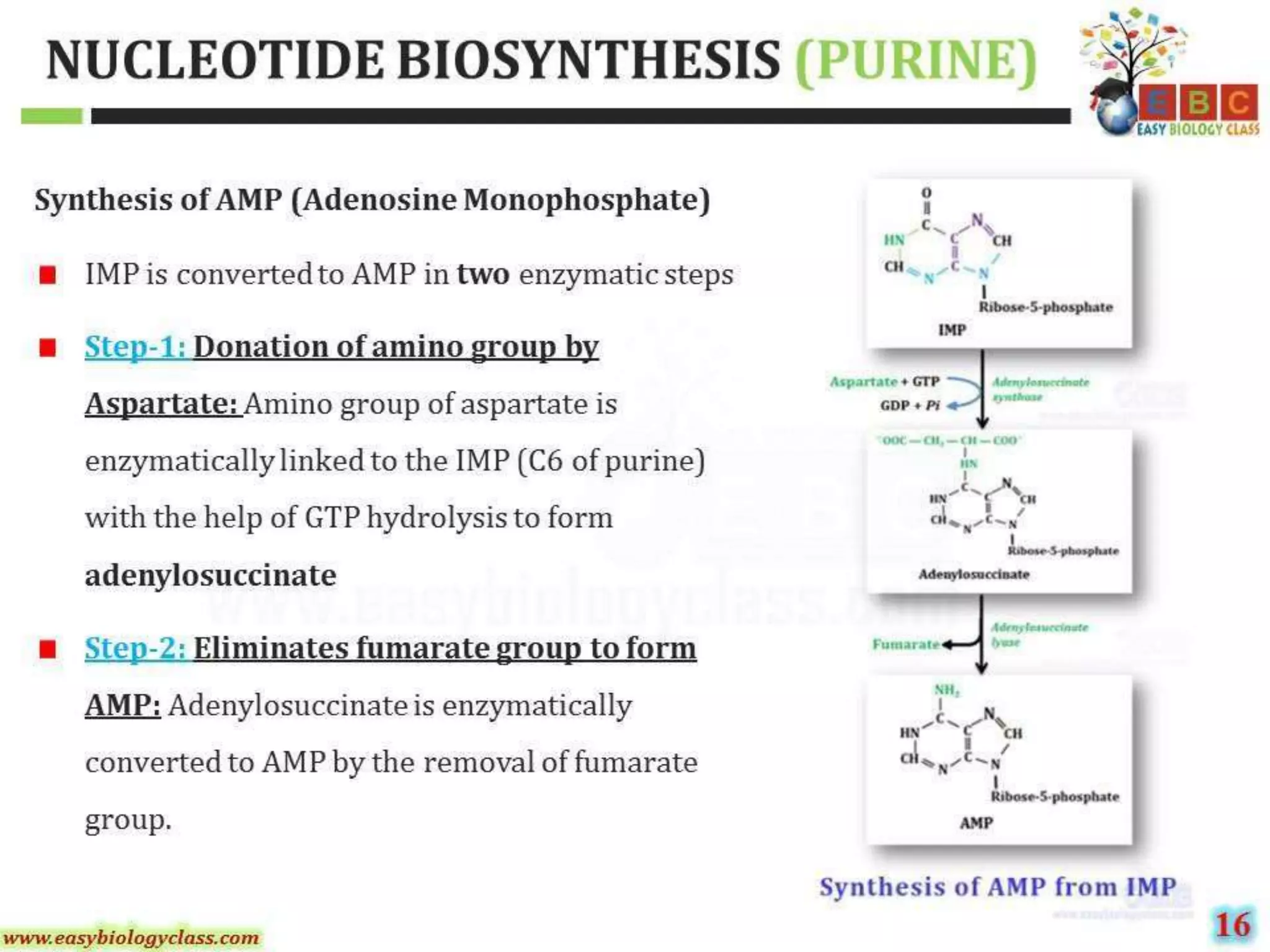 nucleotidesynthesis.ppt.pptx