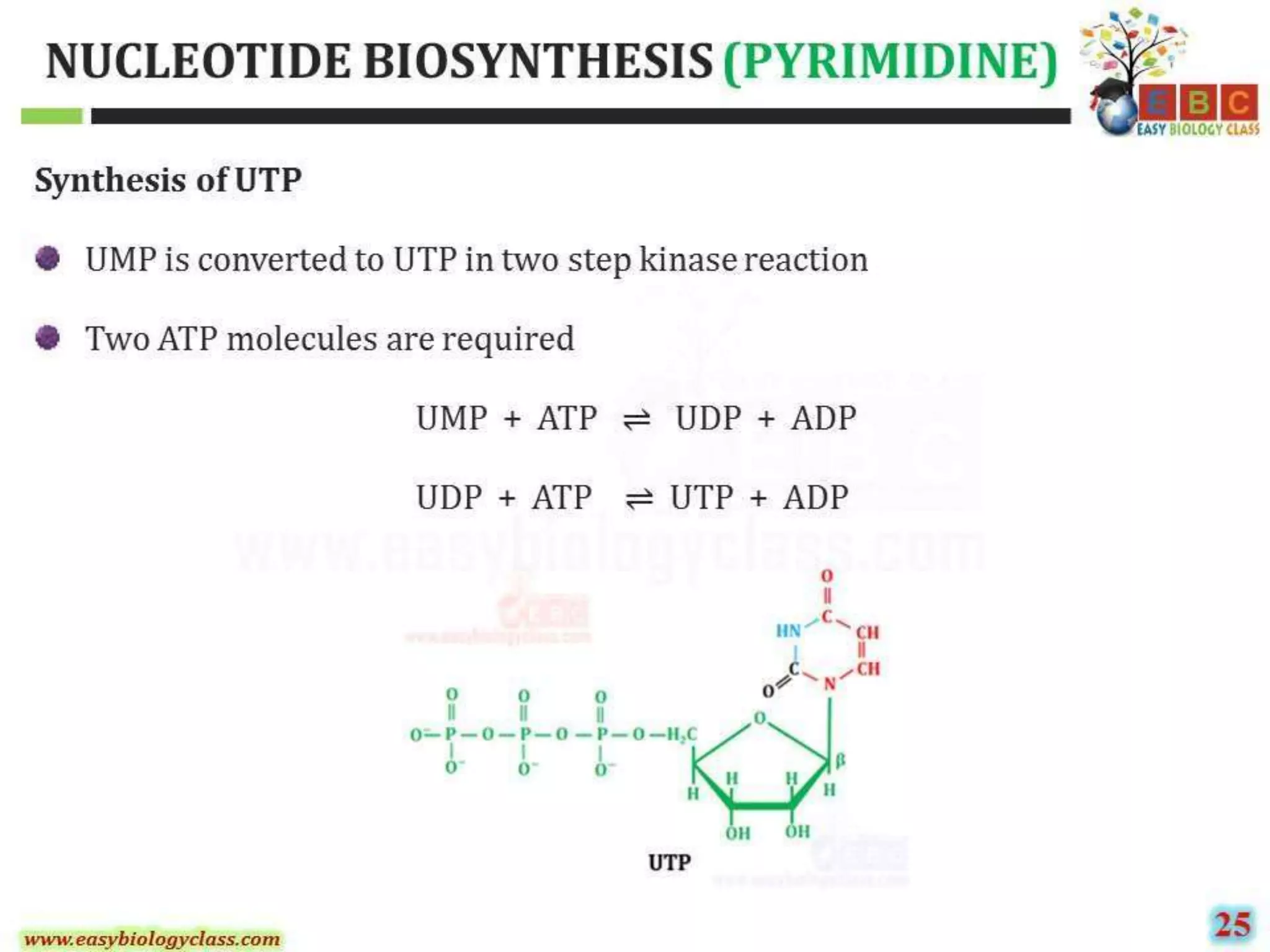 nucleotidesynthesis.ppt.pptx