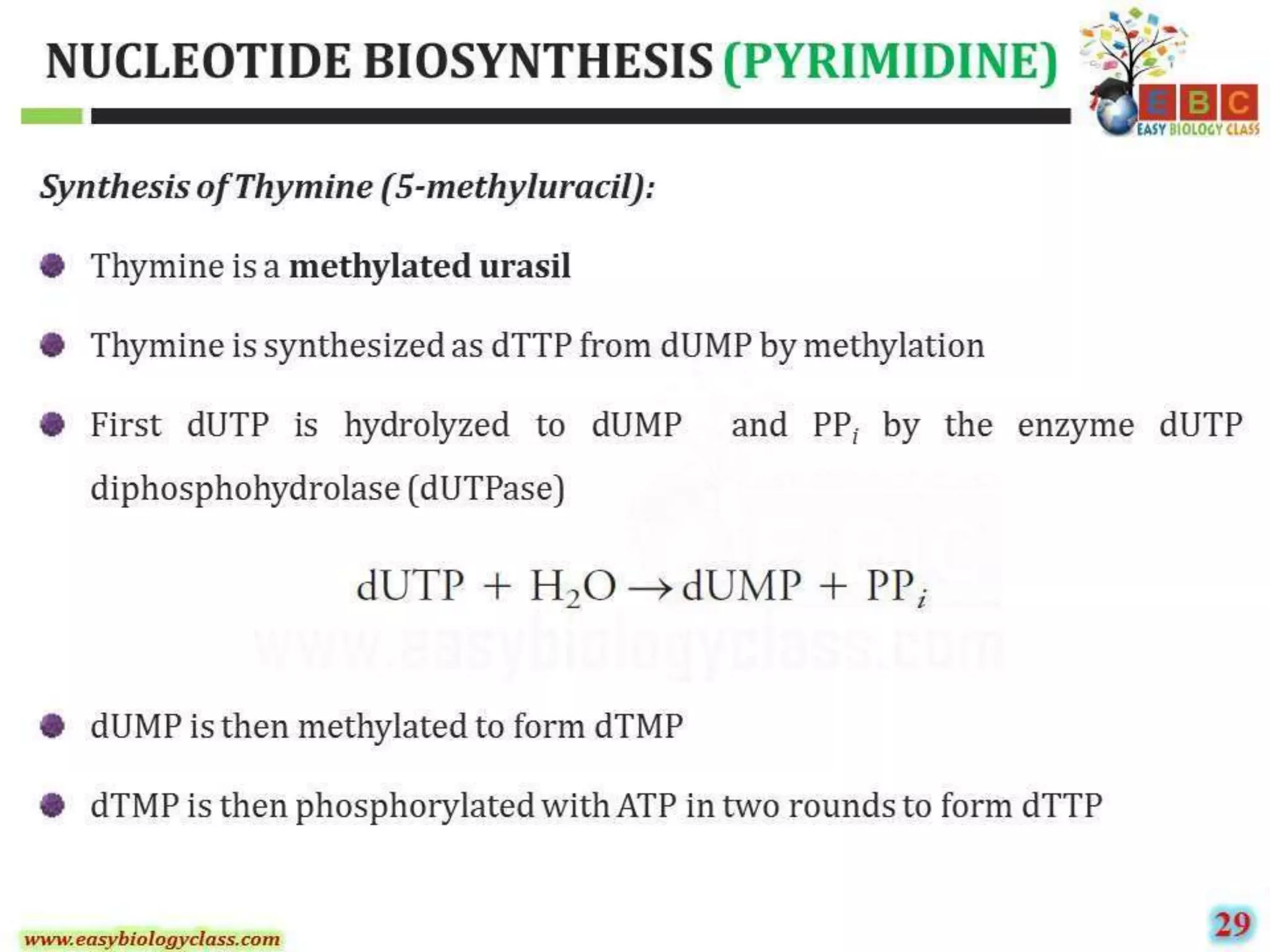 nucleotidesynthesis.ppt.pptx
