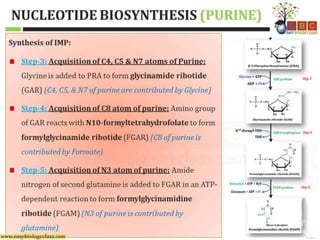 nucleotidesynthesis.ppt.pptx