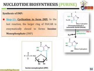 nucleotidesynthesis.ppt.pptx