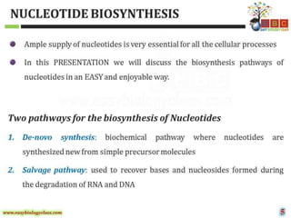 nucleotidesynthesis.ppt.pptx
