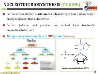 nucleotidesynthesis.ppt.pptx