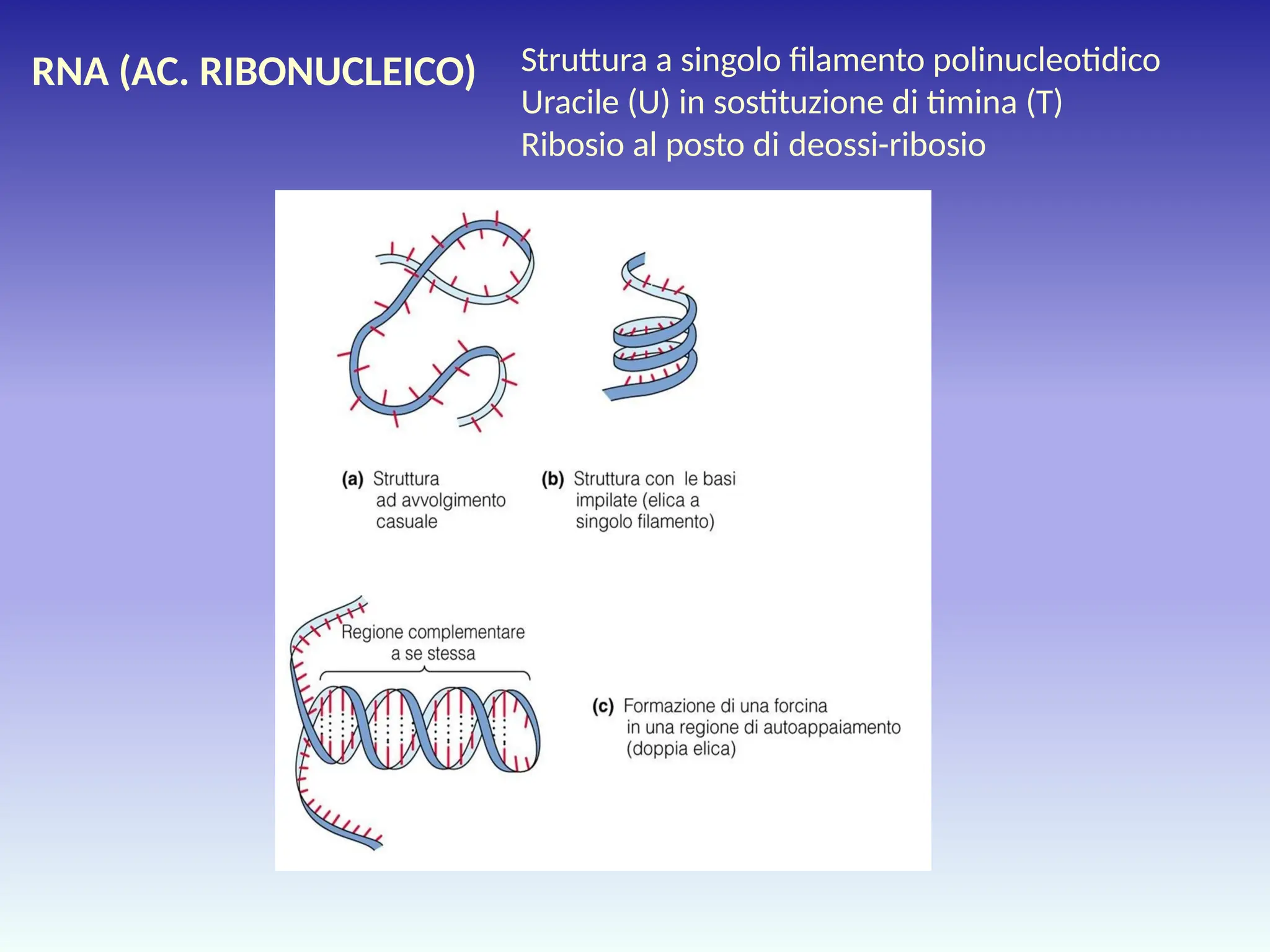 Nucleotidi,DNA,RNA.pptx Differenze tra Dna e R na | PPTX