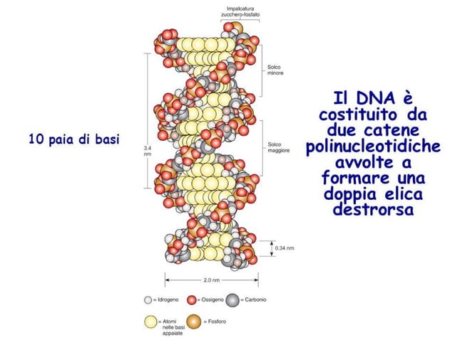 Nucleotidi,DNA,RNA.pptx Differenze tra Dna e R na | PPT