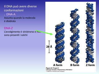 Nucleotidi,DNA,RNA.pptx Differenze tra Dna e R na | PPT