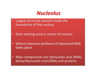 Nucleous | PPTX