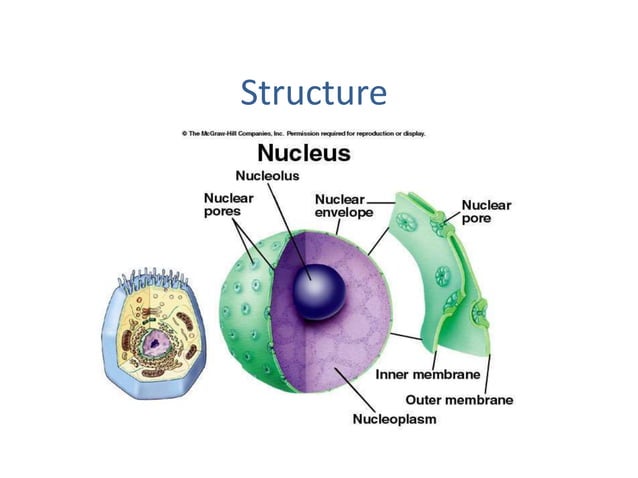 Nucleous | PPTX | Biological Sciences | Science
