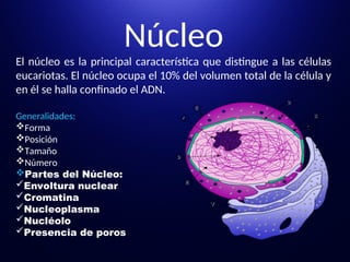 Nucleo y Nucleolo (Dra. Maria Jose Herrera).ppt
