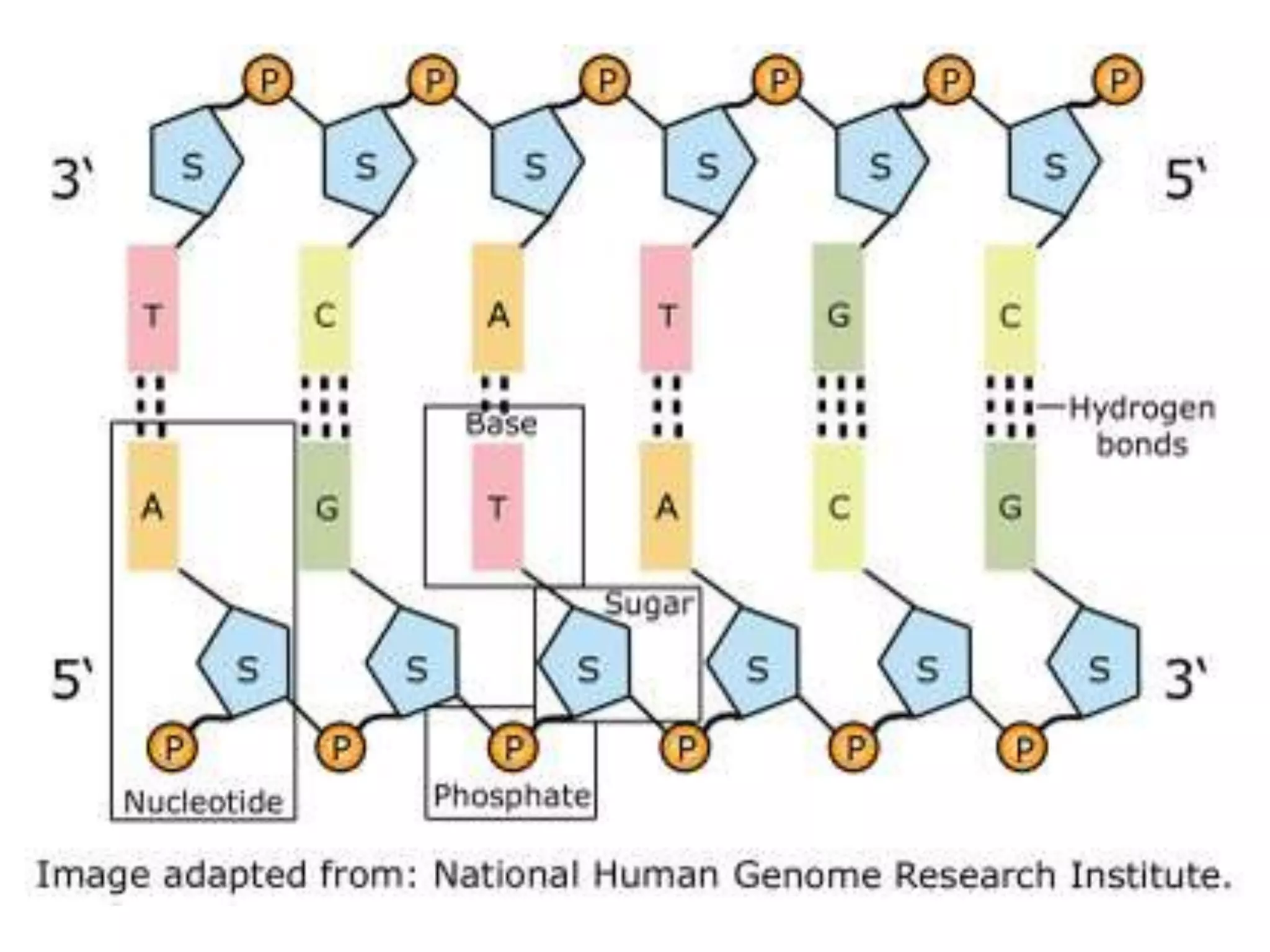 Nucletides and Nucleic acids.ppt