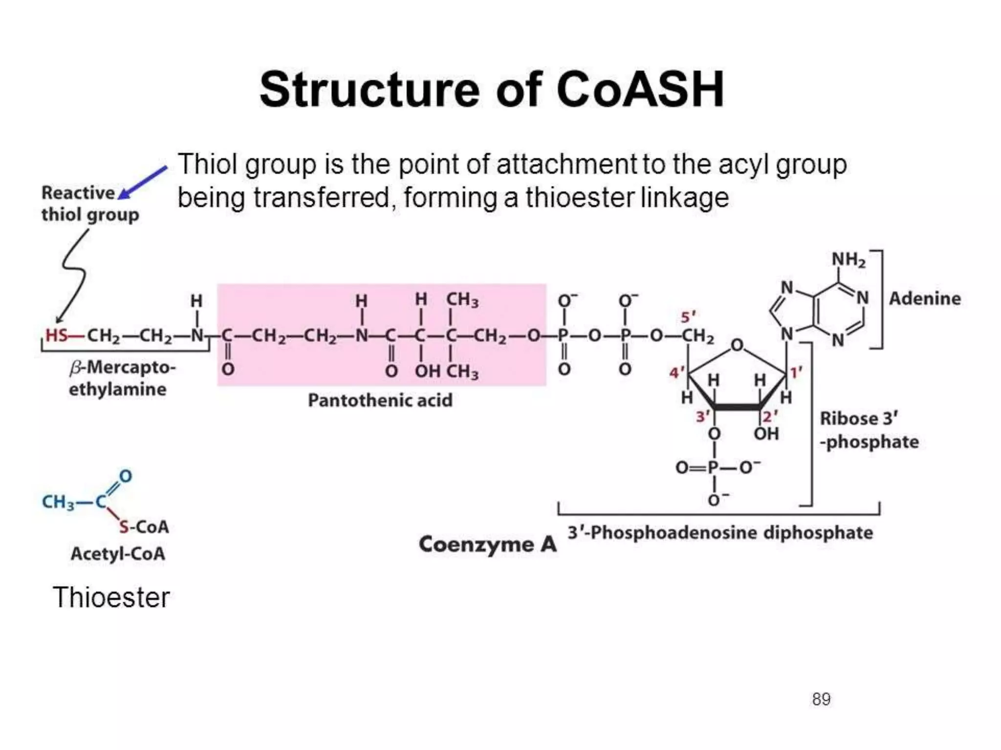 Nucletides and Nucleic acids.ppt
