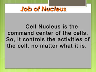 The Nucleus | PPT