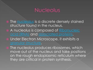 Nucleus | PPTX