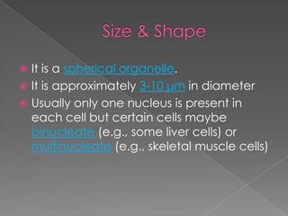 Nucleus | PPTX