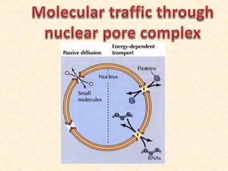Nucleus | PDF