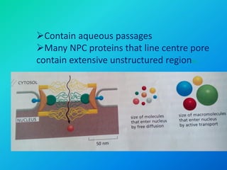 Nucleus | PDF