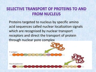 Nucleus | PDF