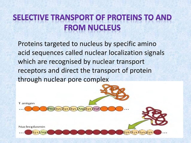 Nucleus | PPT