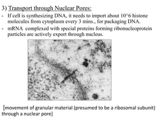 Nucleus | PPTX