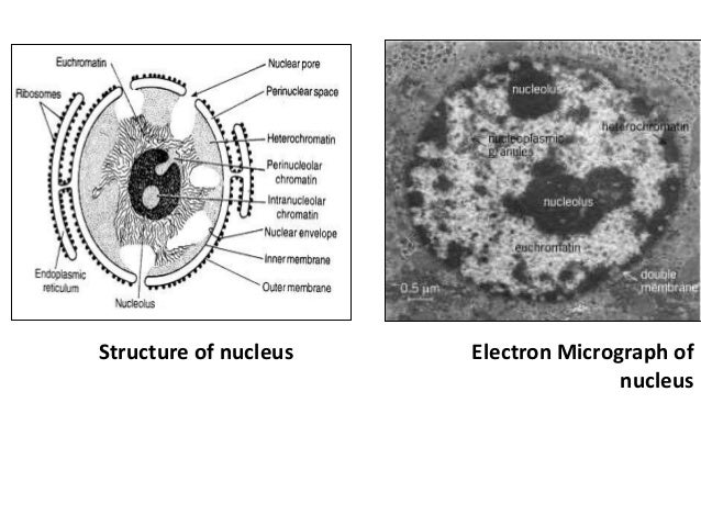 Nucleus