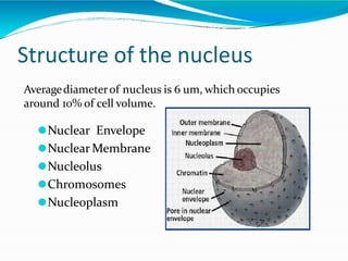 nucleuspptx | PPT