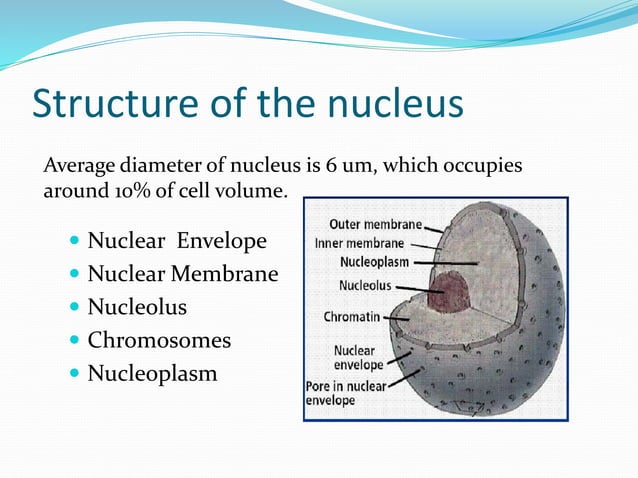Nucleus Structure | PPT
