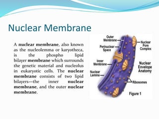 Nucleus Structure | PPTX | Biological Sciences | Science