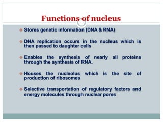 nucleus | PPT