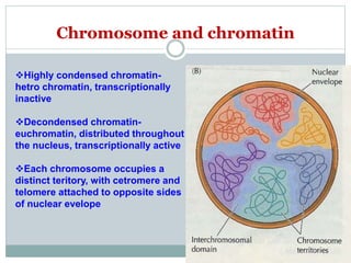 Nucleus | PPTX | Biological Sciences | Science