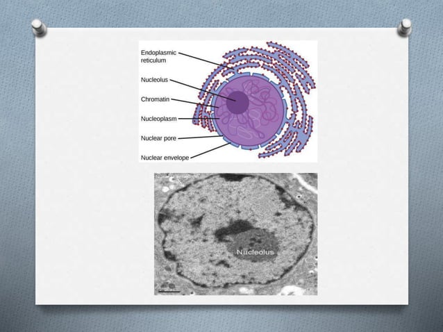 Nucleus | PPTX | Biological Sciences | Science