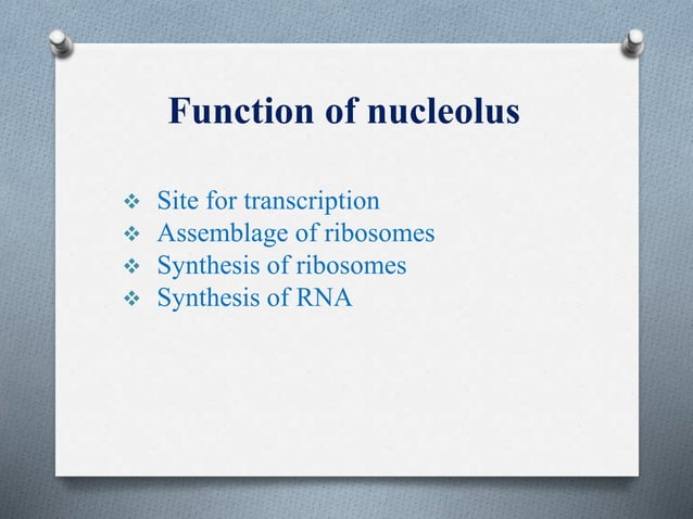 Nucleus | PPTX | Biological Sciences | Science