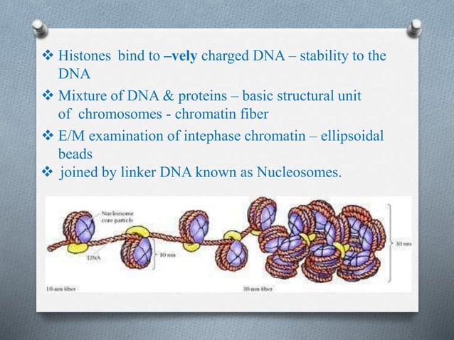 Nucleus | PPTX | Biological Sciences | Science