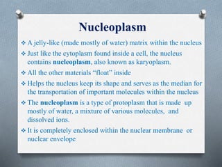 Nucleoplasm