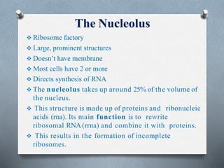 Nucleus Definition
