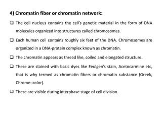 Nucleus | PPT | Free Download