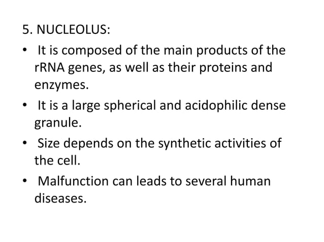Nucleus | PPTX | Biological Sciences | Science