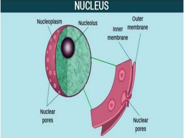 Nucleus | PPTX | Biological Sciences | Science