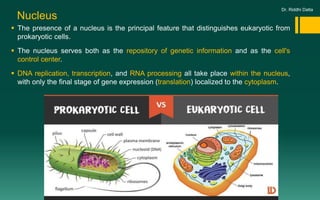 Exploring the nucleus | PPTX